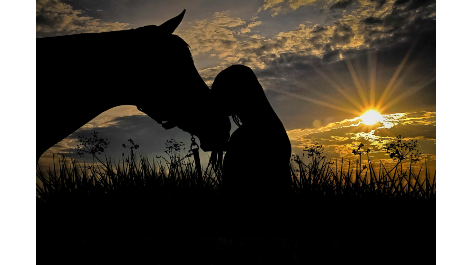 Equine Water Cremation in Ontario